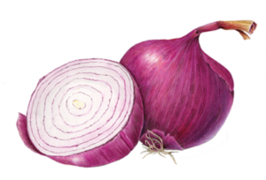 Whole Peeled, Pre-sliced and Diced Onions from Gills Onions