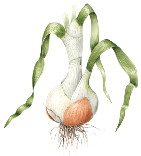 Whole Peeled, Pre-sliced and Diced Onions from Gills Onions
