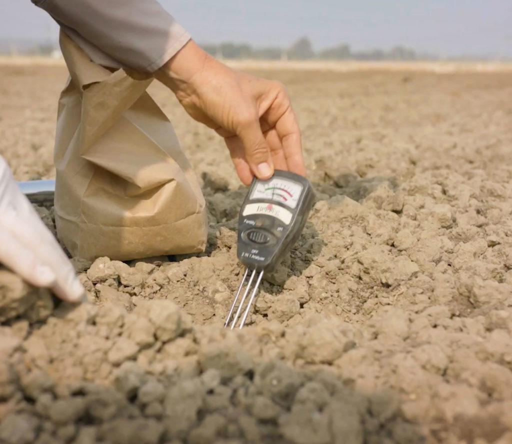 Whole Peeled, Pre-sliced and Diced Onions from Gills Onions