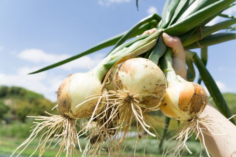 Onions Are Found Throughout Every Culture